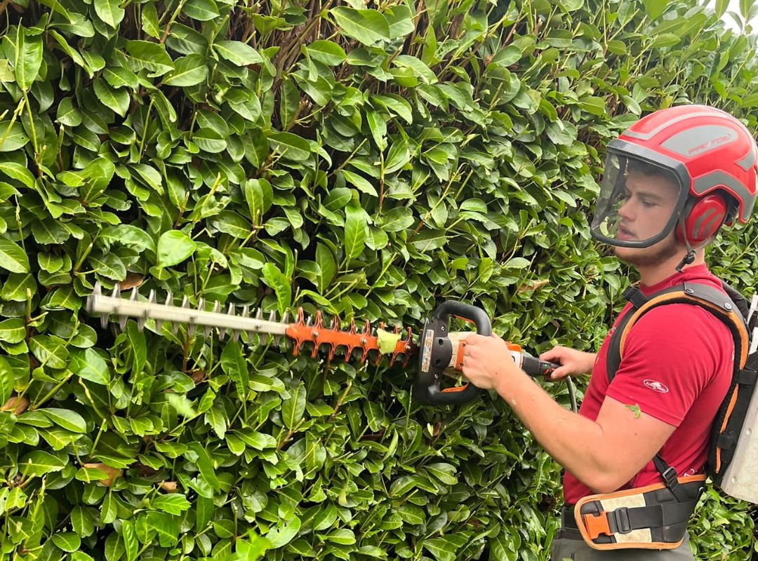 Hedge Trimming Windsor | Berkshire | Arborists | Tree Felling | Tree ...