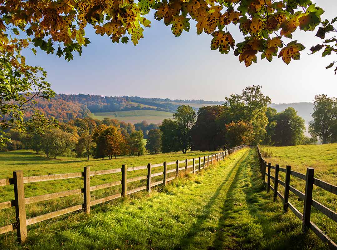 Tree Surgeon Charvil | Berkshire | Tree Felling | Tree Pruning ...