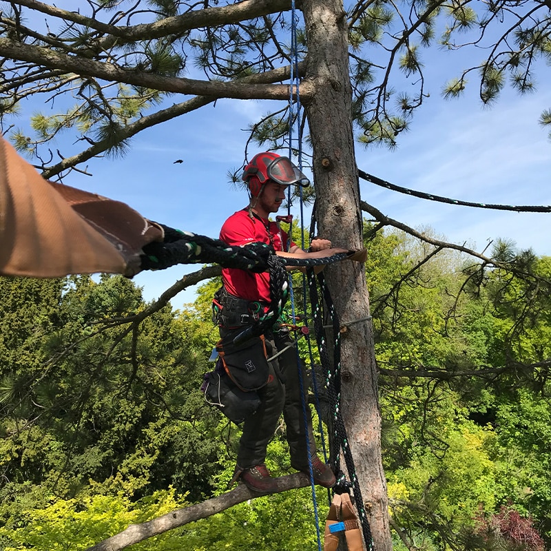 Cable Bracing | Tree Surgeon | Reading | Ascot | Bracknell | Maidenhead ...