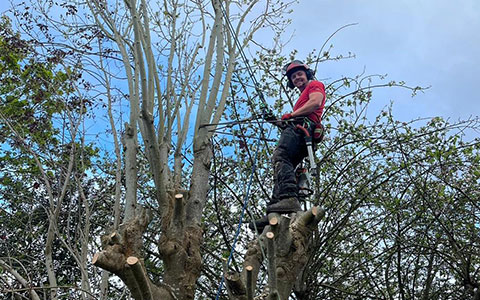 Tree Pollarding | Tree Surgery | ARB Approved | Reading | Berkshire ...